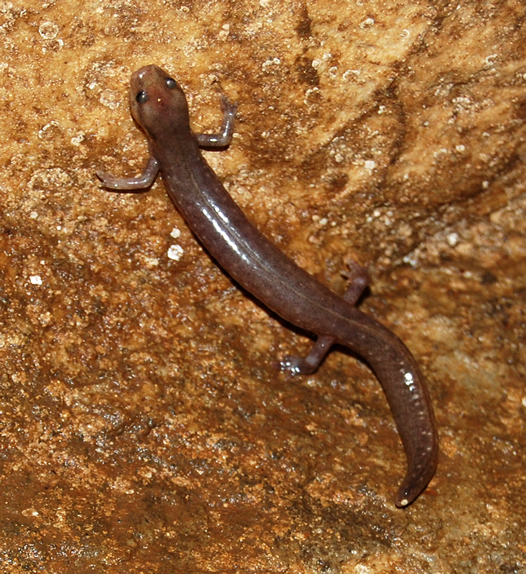 Missouri Cave Life